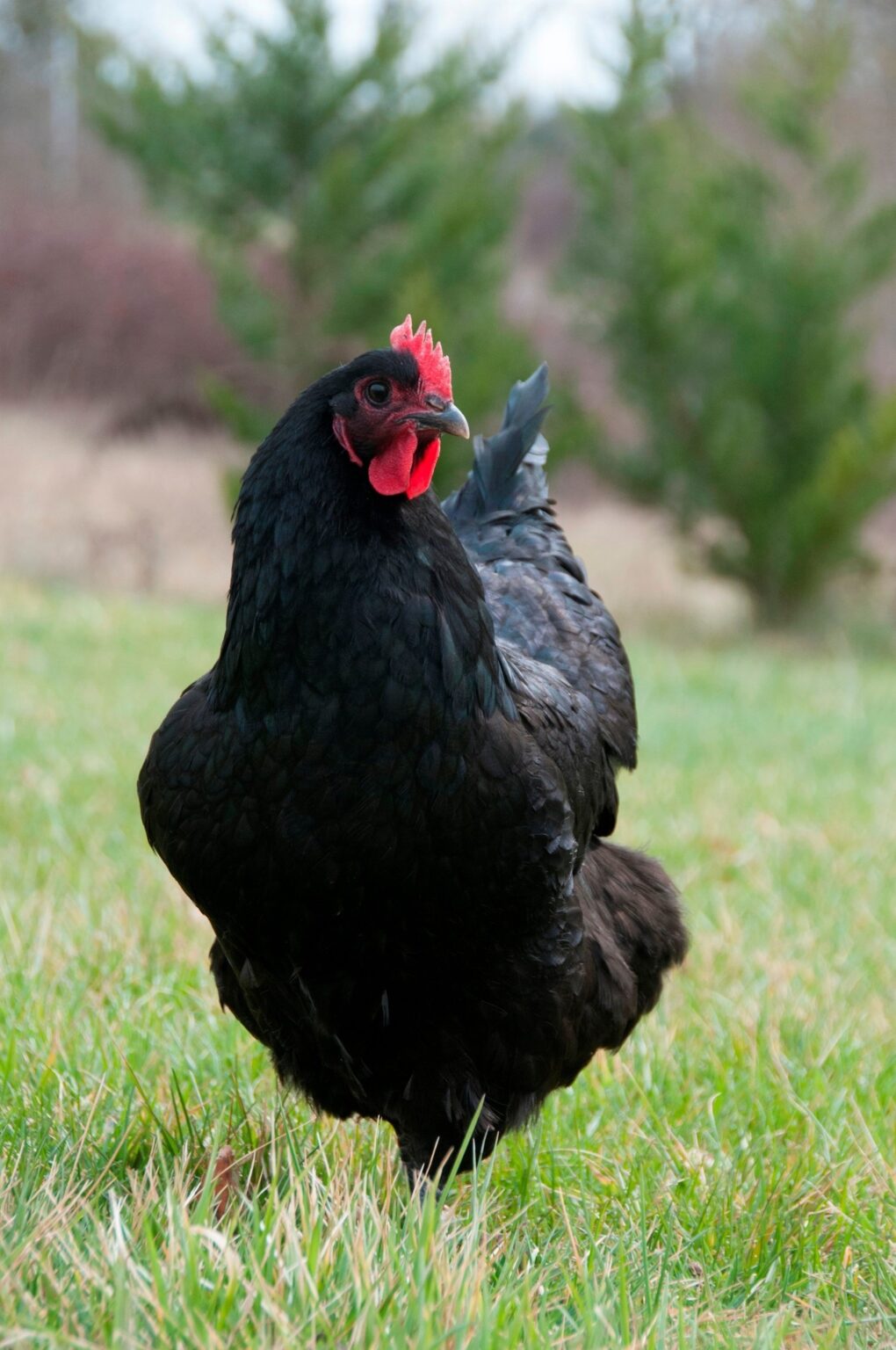 The Jersey Giant Chicken Breed - Rooted In Love Rescue